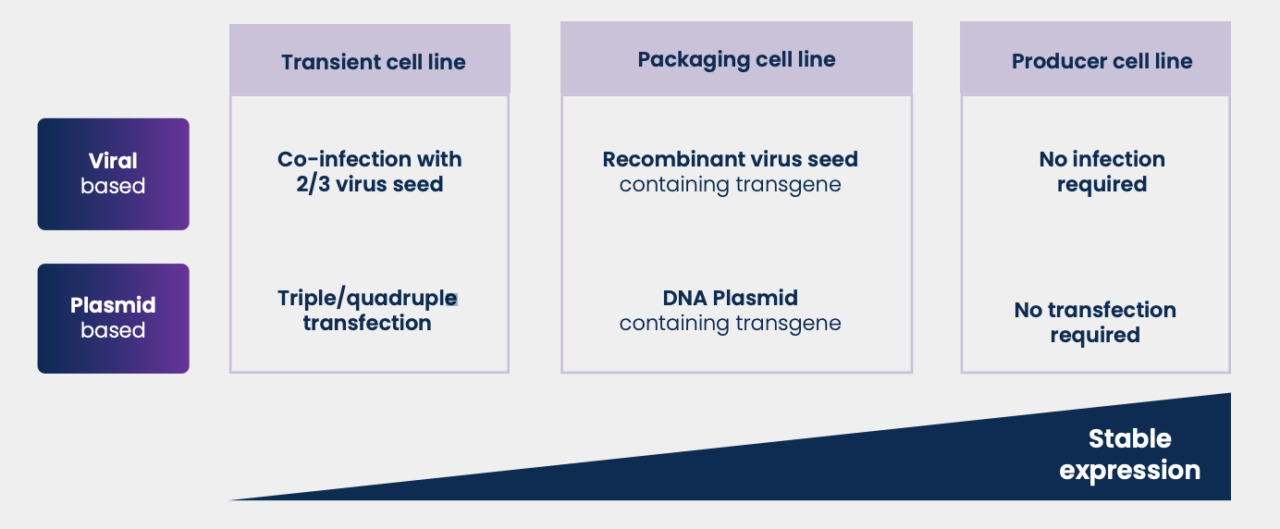 GCT manufacturing: how to design your stable cell line strategy?- Exothera